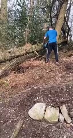 Guy Gets Smacked in the Torso by Fallen Tree Trunk While Trying to Cut ...