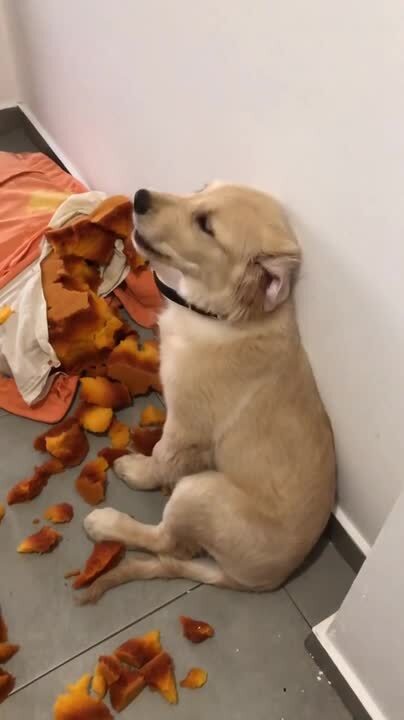 Dog Makes Mess by Ripping Pillow | Jukin Licensing