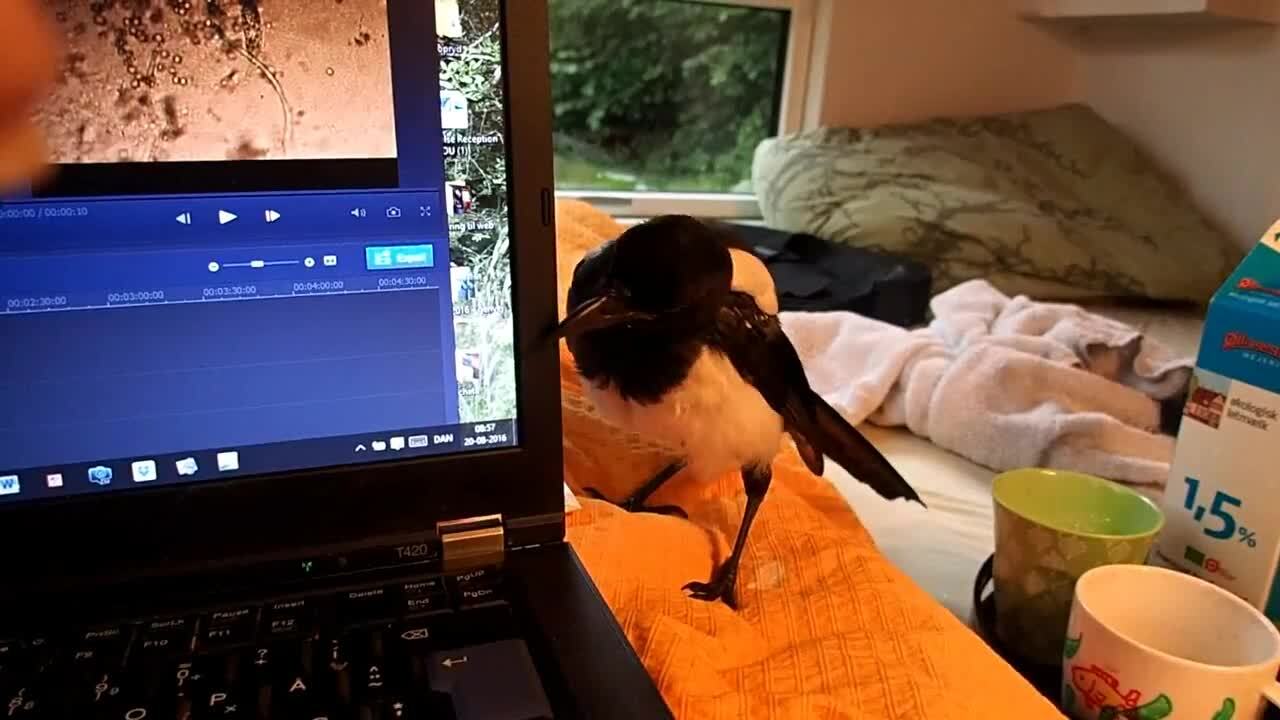 Magpie Really Wants to Play with Computer | Jukin Licensing