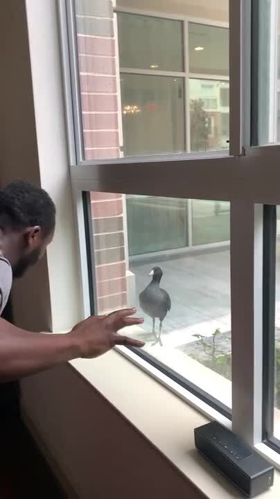 Bird Won't Be Intimidated so Easily | Jukin Licensing