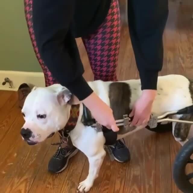 Pet Dog Goes on Walk in K9 Cart | Jukin Licensing