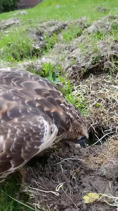 Man Helps Hawk Hunt for Grub | Jukin Licensing