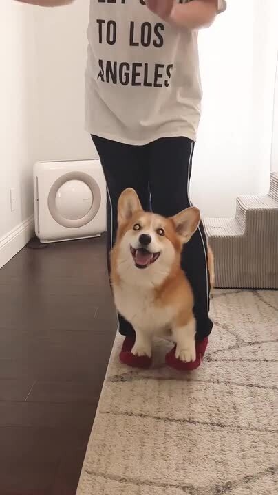 Corgi Dances With Owner by Standing on Their Feet | Jukin Licensing