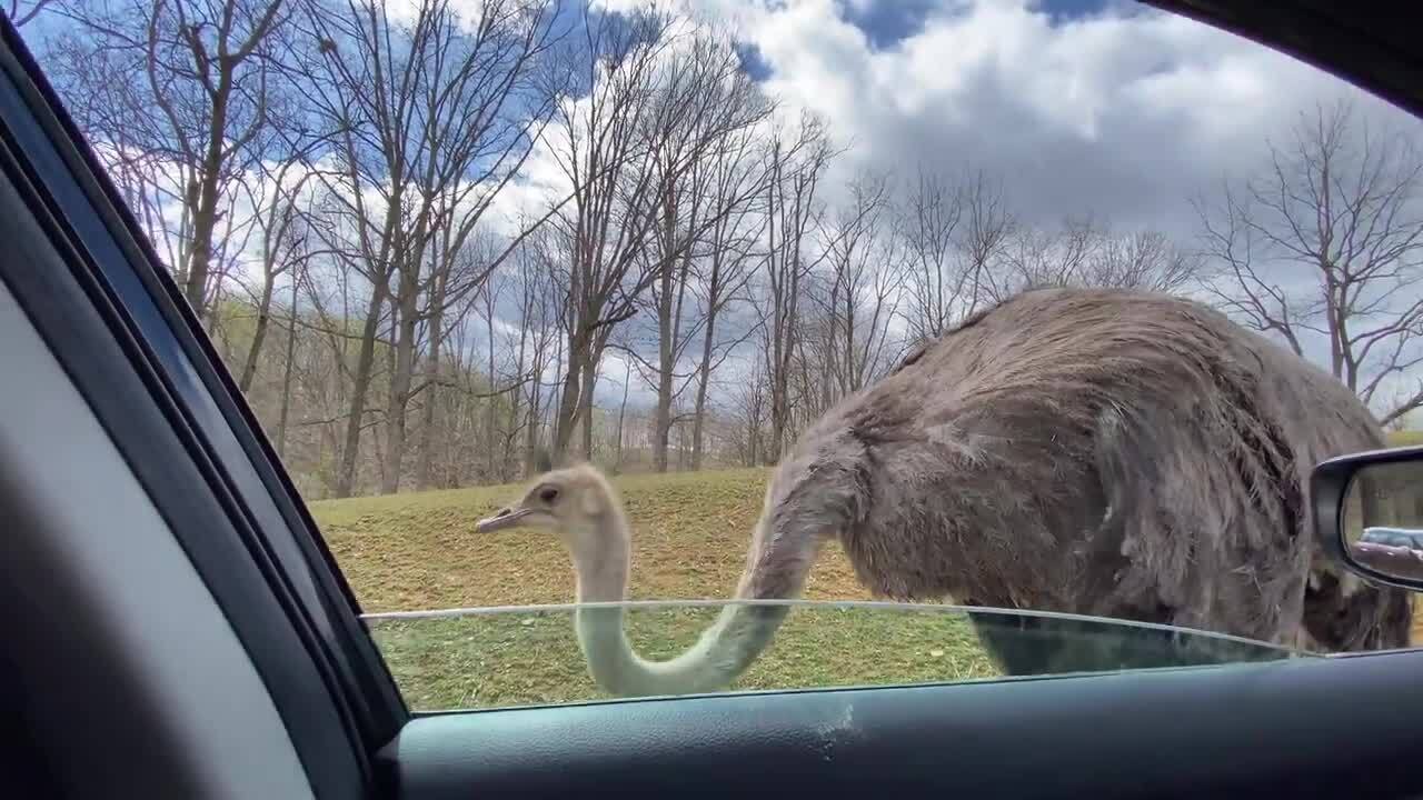Ostrich Tries to Bite Person's Finger in Safari Park | Jukin Licensing