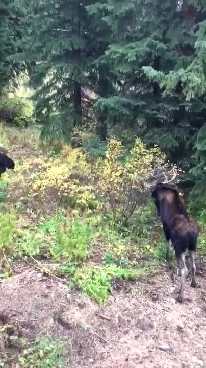 Backyard Moose Fight | Jukin Licensing