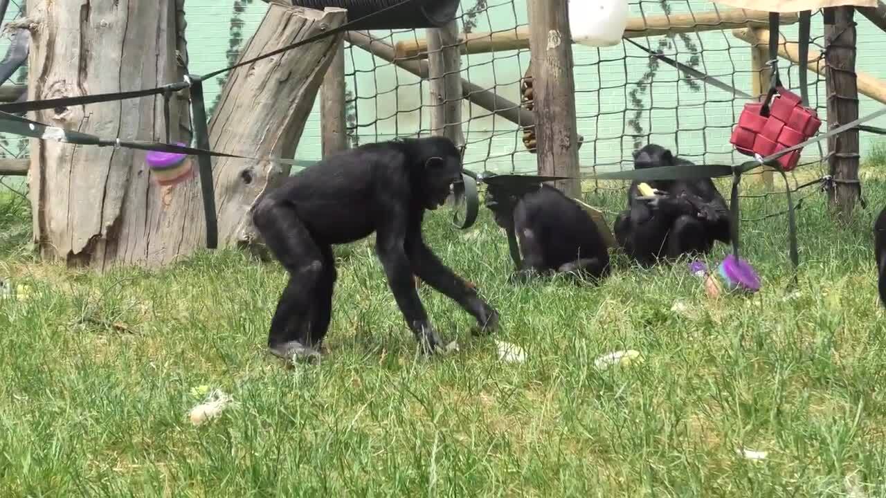 Bonobos Enjoy Playing With Pride Themed Toys and Food | Jukin Licensing