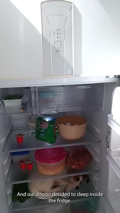 Dog Gets Cozy Inside Fridge During Soaring Temperatures | Jukin Licensing