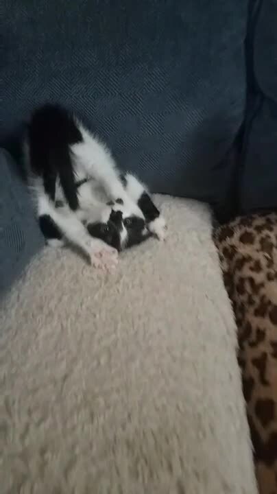 Cat Smacks Kitten When They Attempt To Play With Them | Jukin Licensing