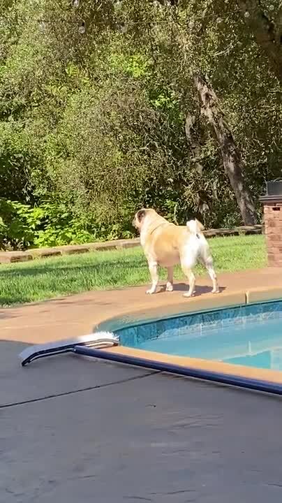 Dog Slips Into Pool While Barking | Jukin Licensing