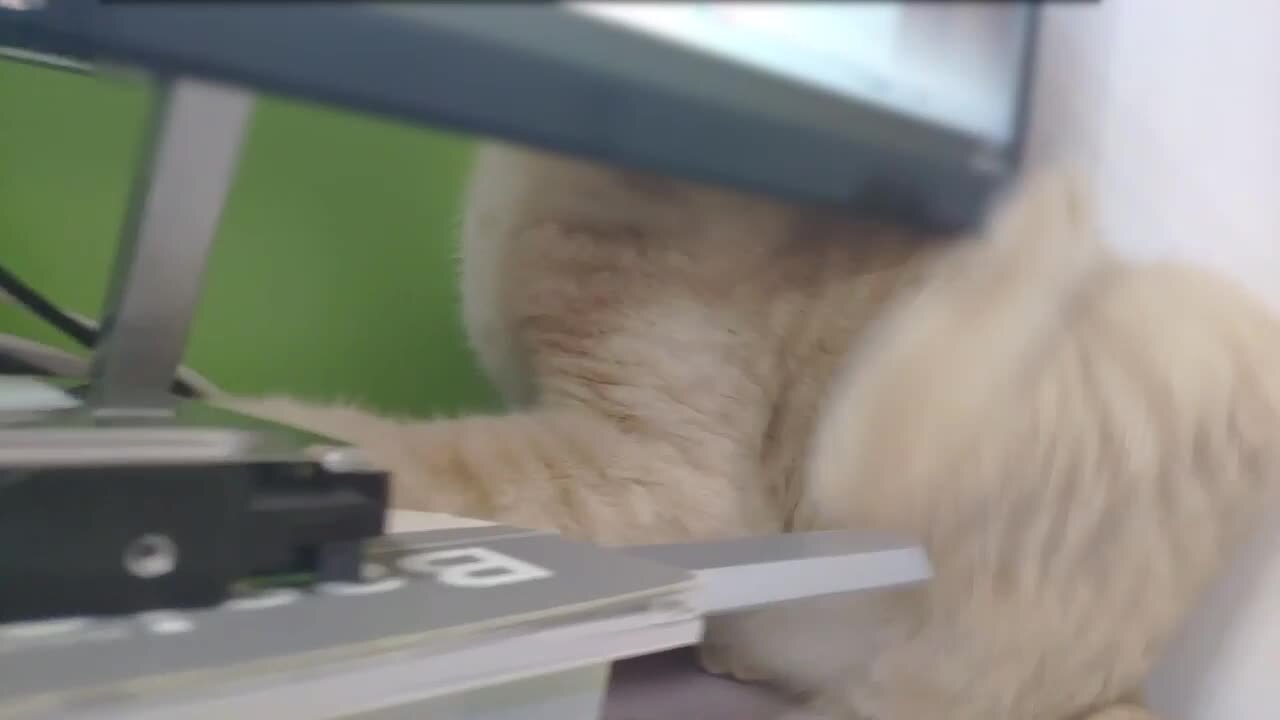 Computer Screen Blocks Cat Scratch | Jukin Licensing