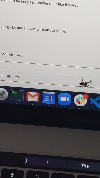 Spider Chases Mouse Pointer | Jukin Licensing