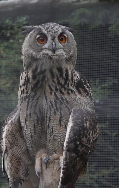 Curious Owl Moves Head Hilariously | Jukin Licensing