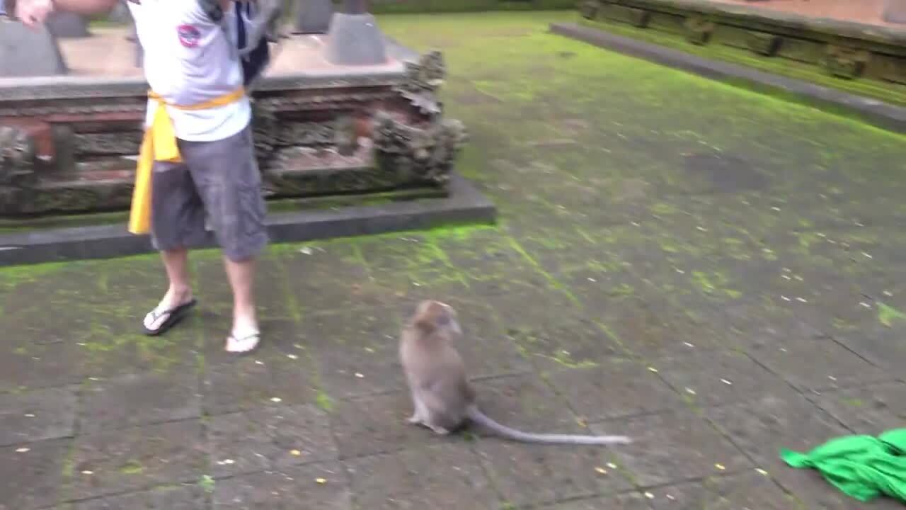 Protective Monkey Mom Bites Man | Jukin Licensing