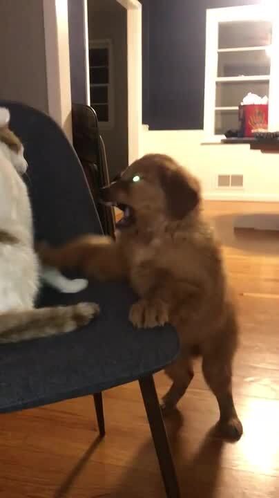 Cat Slaps Dog In Playfight | Jukin Licensing