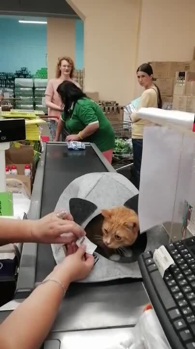 Cat Rides Billing Counter Conveyor Belt in His New House | Jukin Licensing