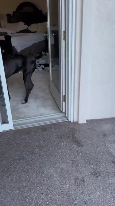 Dog Catches Zoomies and Runs Head-First Into Door Frame | Jukin Licensing