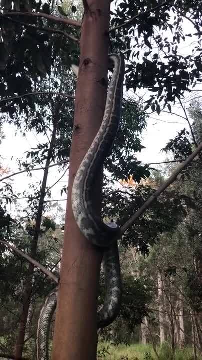 Australian Coastal Python Climbs Tree | Jukin Licensing