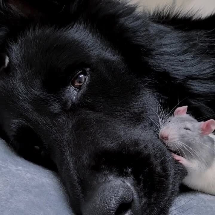 Doggy and Rat Snuggle in for Snooze | Jukin Licensing