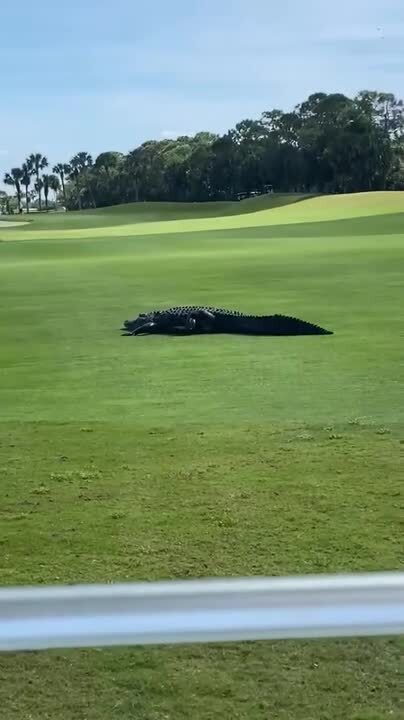 Alligator Walks Onto Golf Course During Game | Jukin Licensing