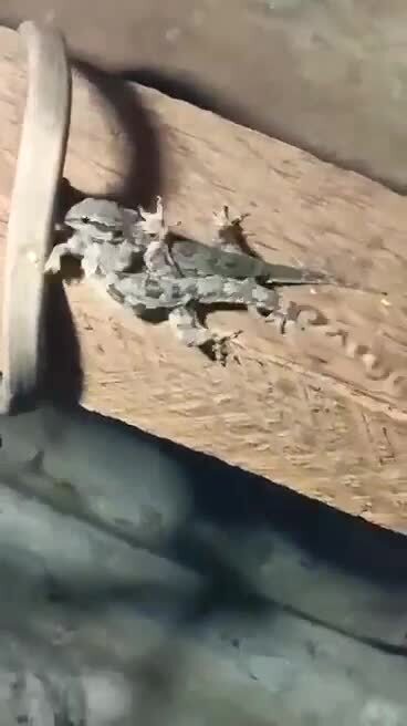 Protective Lizard Battles Like Boxer | Jukin Licensing