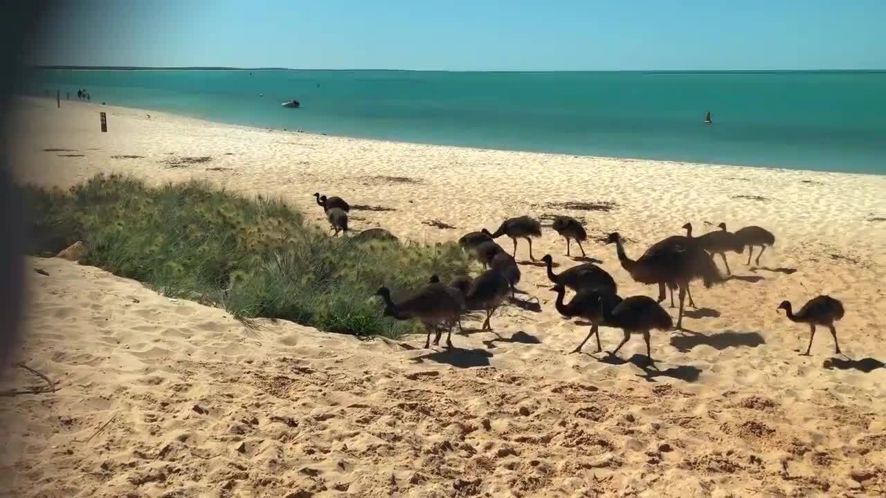 Emu Father Takes Family to Beach | Jukin Licensing