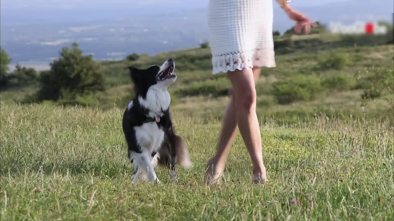 Dog Shows Impressive Moves In Rhythm While Dancing With Woman | Jukin ...