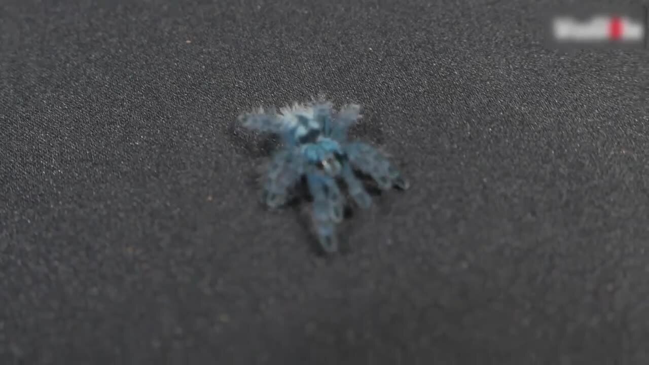 Neon Blue Tarantula Crawls Across Carpet | Jukin Licensing