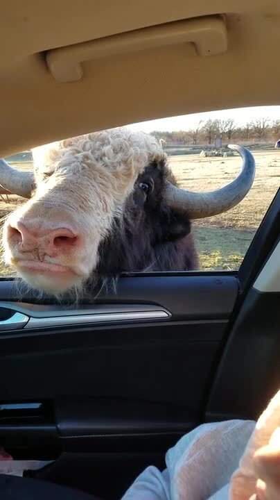 Friendly Yak Wants Drive Through Snacks | Jukin Licensing