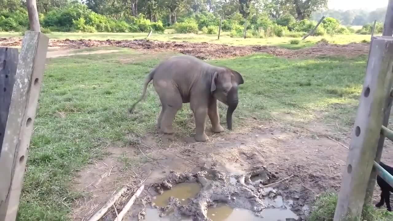 Baby Elephant Scared by Baby Goat | Jukin Licensing