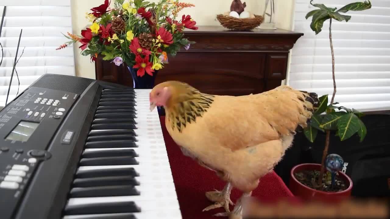 Chicken Plays Beautiful Melody on the Piano | Jukin Licensing