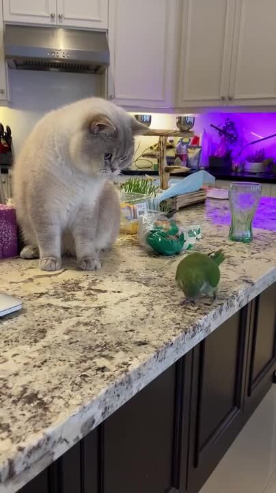 Bossy Bird Isn't Scared of Cat | Jukin Licensing