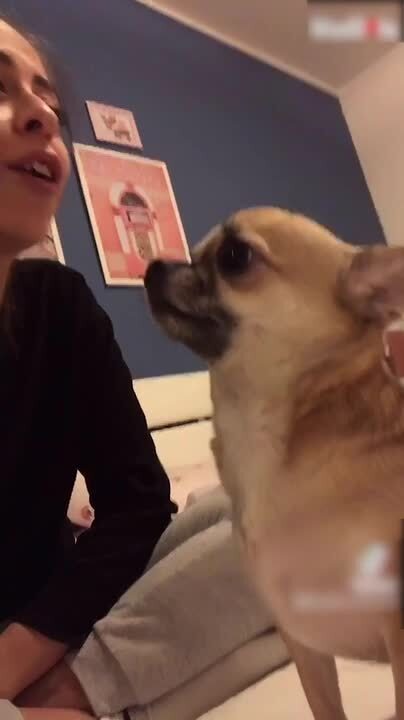 Agitated Dog Barks and Jumps Around While Owner Calls her Name and ...