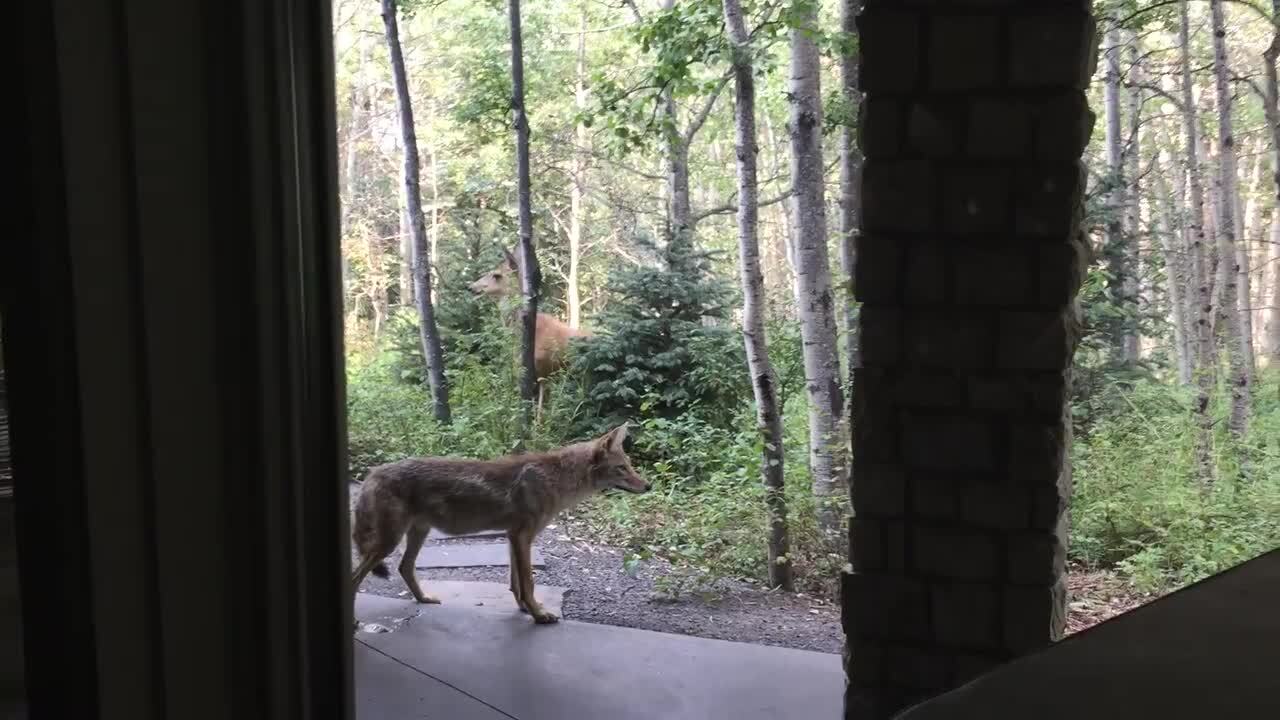 Deer Chasing Coyote | Jukin Licensing