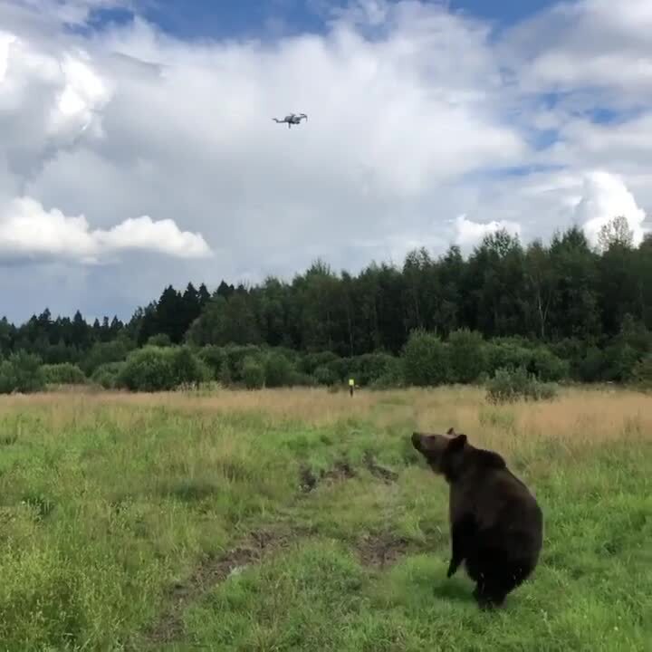 Big Bear Hunting Hovering Drone | Jukin Licensing