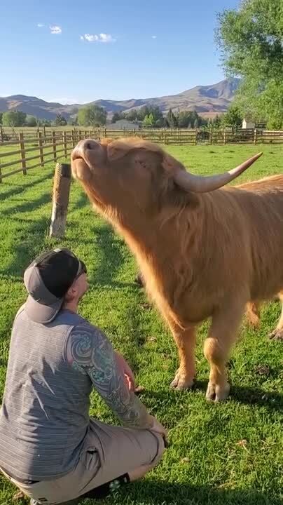 Cow Enjoys Getting Brushed | Jukin Licensing