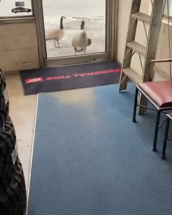 Birds Cracks Glass Window by Hitting it Hard With His Wings | Jukin ...