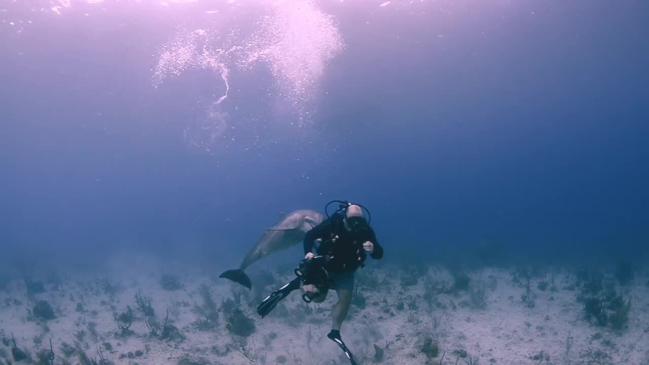 Aggressive Dolphin Trying to Court Diver | Jukin Licensing