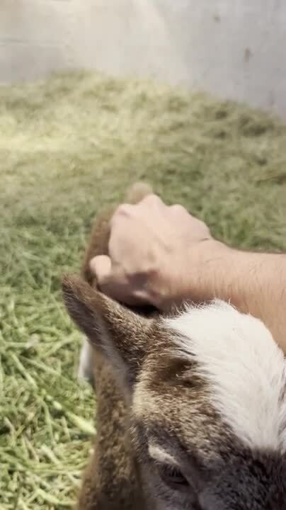 Lamb Adorably Wags Tail as Person Caresses Their Back | Jukin Licensing