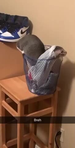 Cat Loses Balance and Falls From Side Table While Trying to Get Inside ...