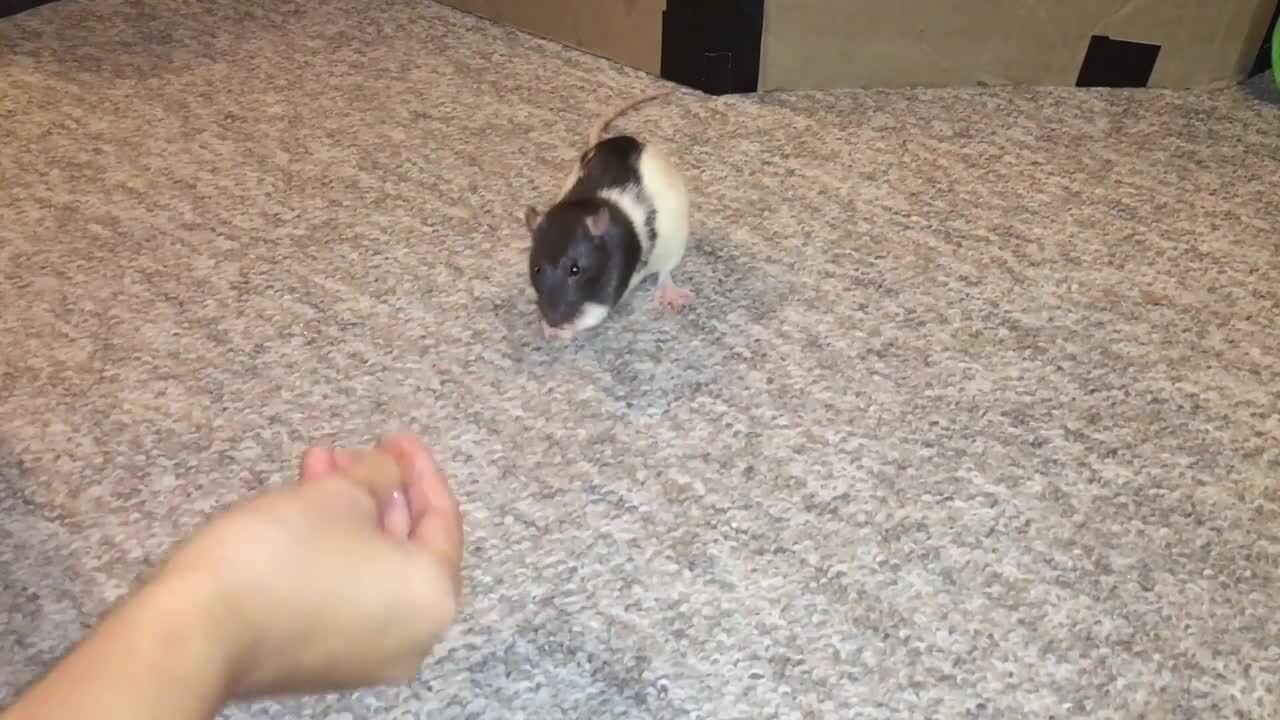 Trained Rat Performs Tons of Tricks | Jukin Licensing