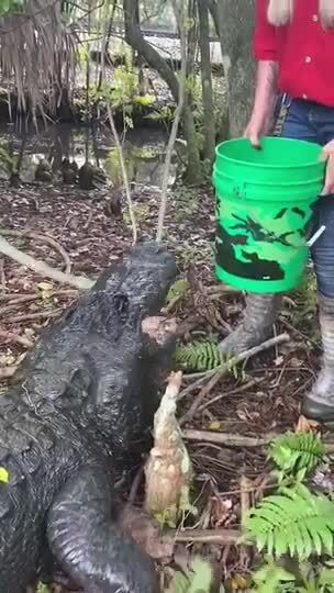 Wildlife Reserve Employee Feeds Meat to Alligator | Jukin Licensing