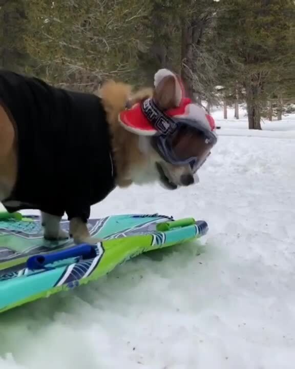 Super Corgi Sledding | Jukin Licensing