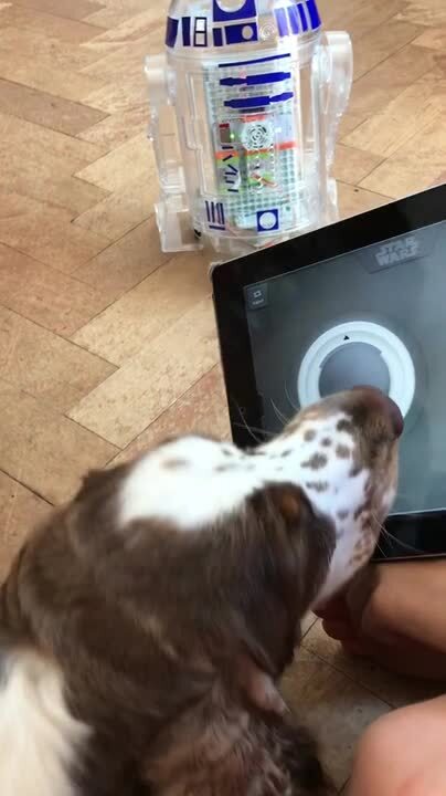 Dog Controls Robot With Touch Screen Device | Jukin Licensing