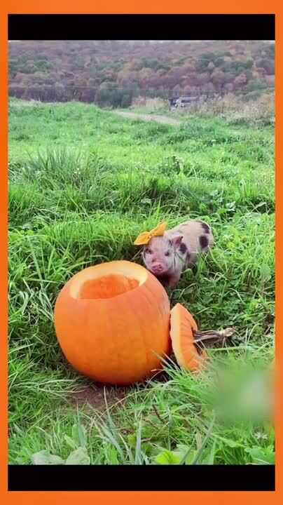 Piglet Poses for Halloween Themed Photoshoot | Jukin Licensing