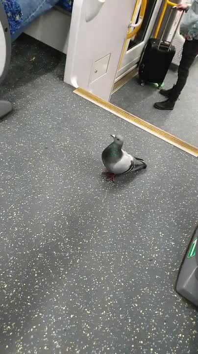 Pigeon Rides on Public Transport | Jukin Licensing