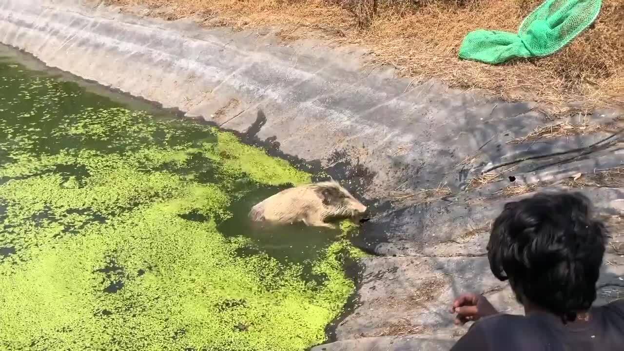 Two Men Use Rope to Rescue Wild Pig Stuck in Abandoned Pit of Dirty ...