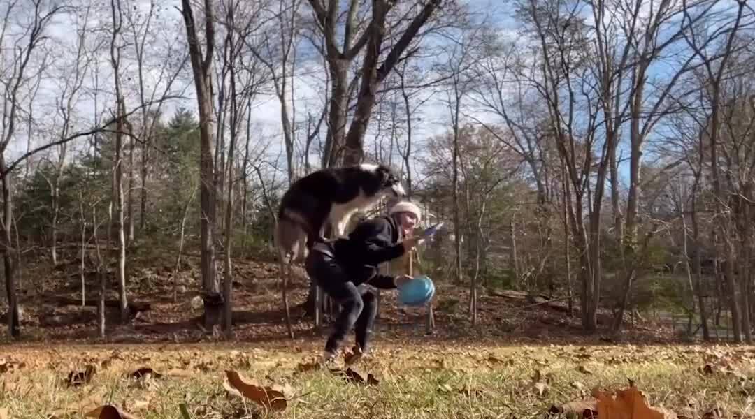 Dog Attempts Incredible Frisbee Tricks With Owner | Jukin Licensing