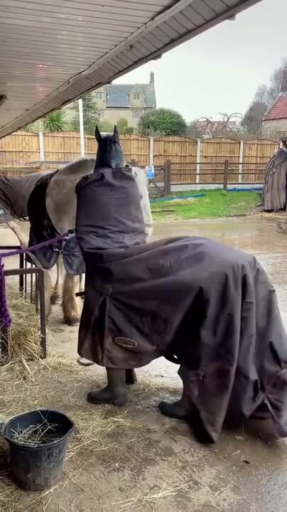 People Dressed As Fake Horse Try to Blend in With Horses At Barn ...