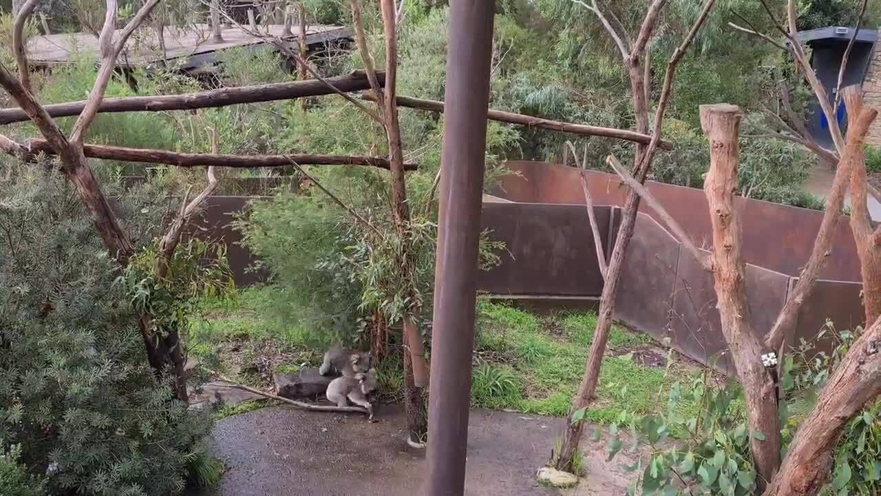 Cute Playful Koalas Fall From Tree | Jukin Licensing