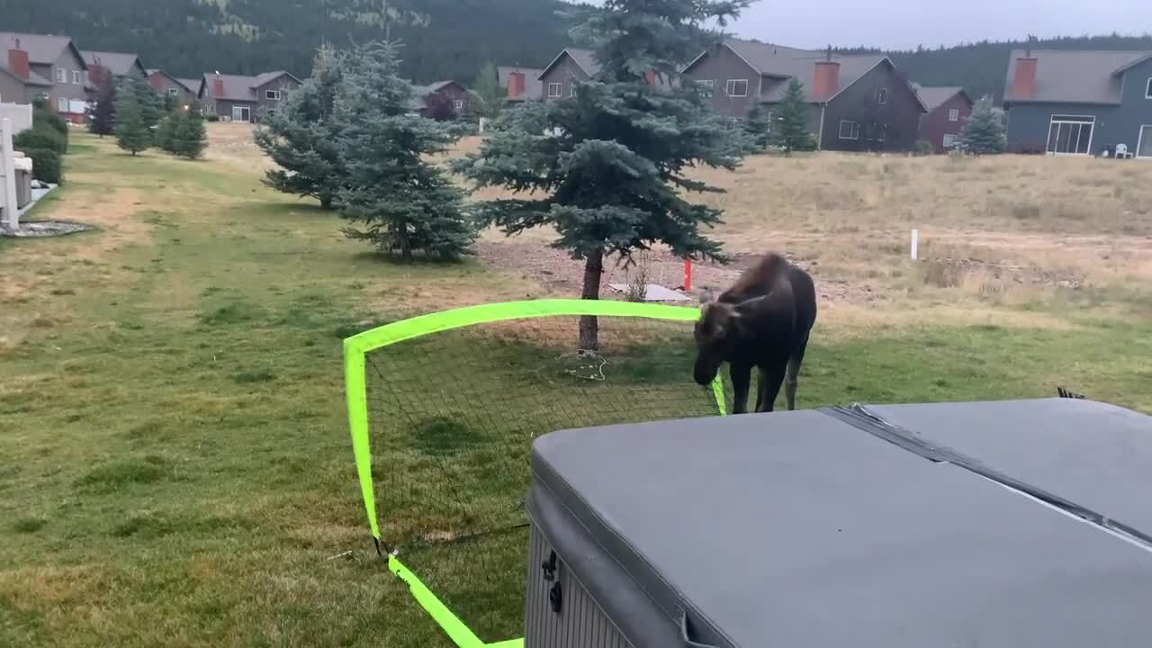 Baby Moose Plays with Soccer Net | Jukin Licensing